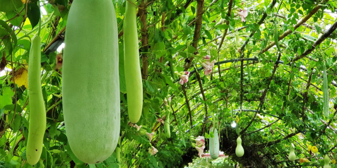 Ash Gourd - Benefits, Recipes, And More - HealthifyMe