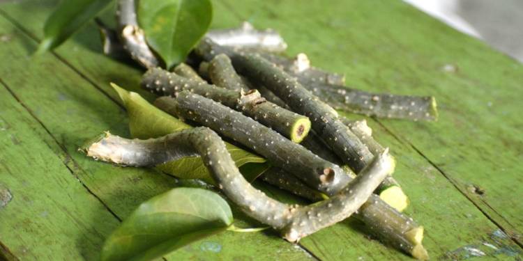 What is Giloy? Nutrients, Benefits, Downsides, and More - HealthifyMe