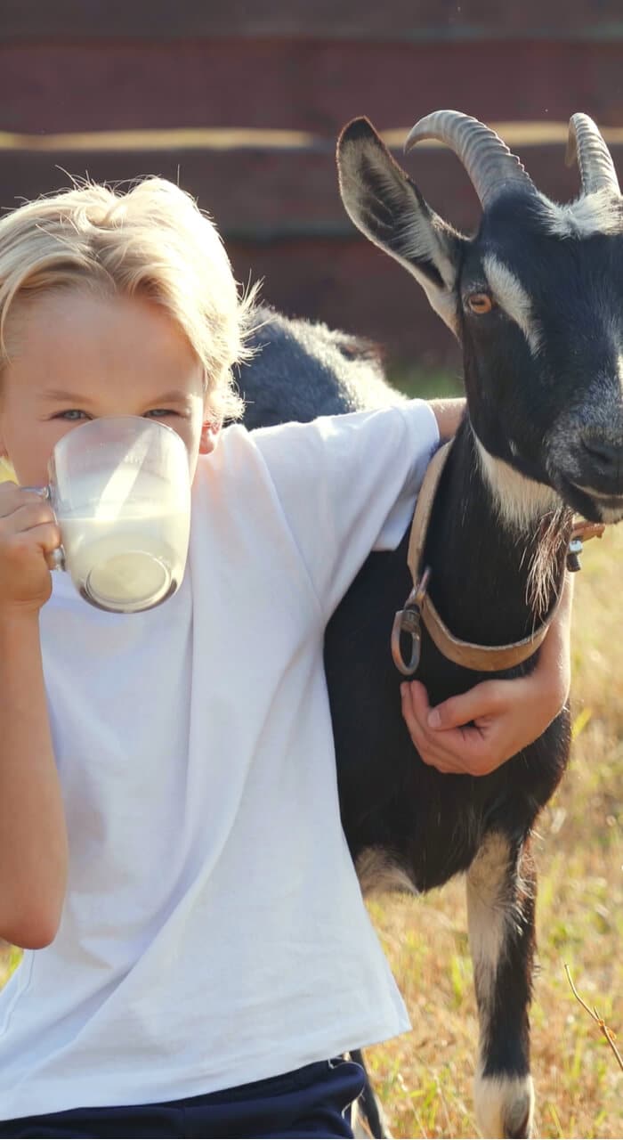 Benefits Of Drinking Goats Milk