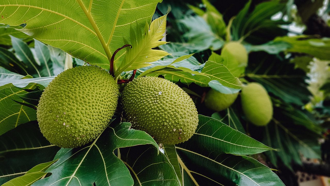 Breadfruit The Highly Beneficial Magical Fruit HealthifyMe