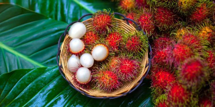 Rambutan - Nutrition, Health Benefits and Recipes - HealthifyMe