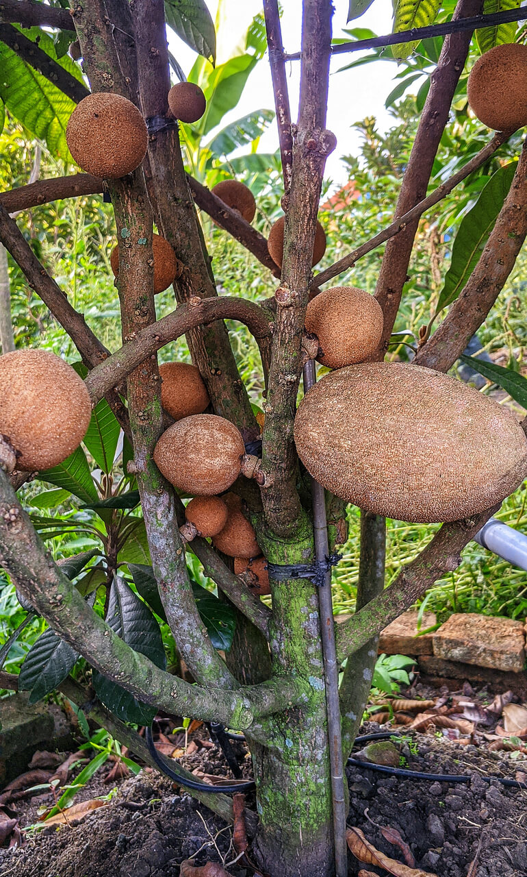 Mamey Sapote Health Benefits