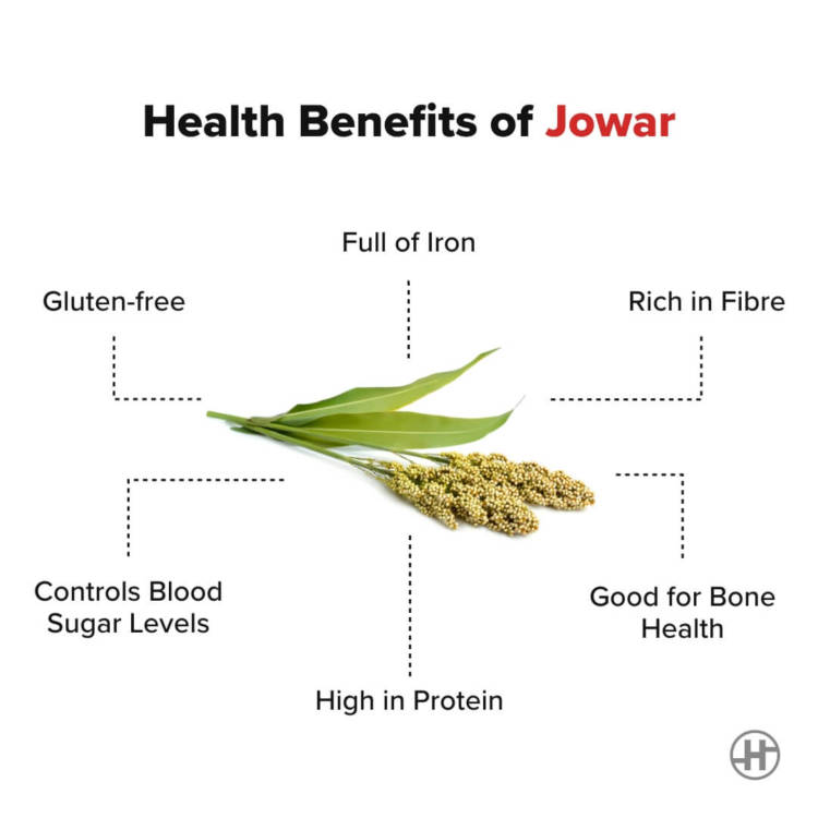 Jowar (Sorghum) - Health Benefits, Nutrition, and Recipes - HealthifyMe