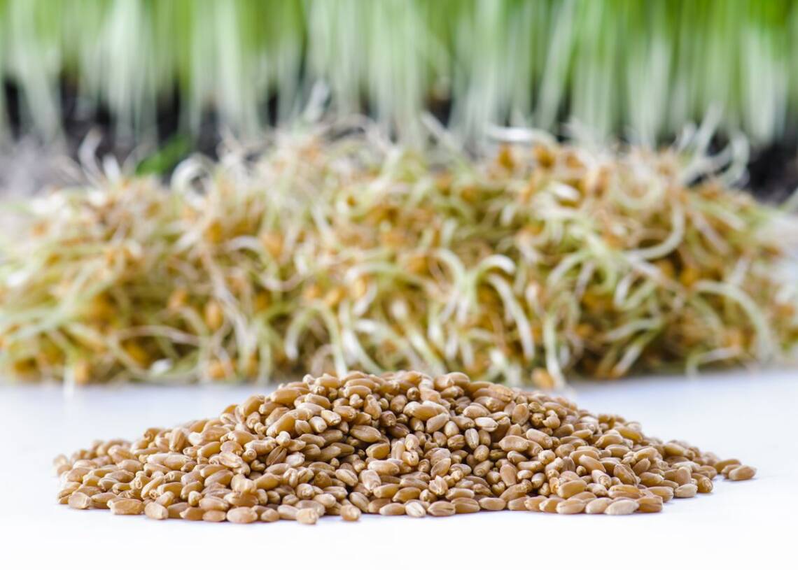 Jellyfish: Benefits, Nutritional Value, Side Effects & Recipes ...