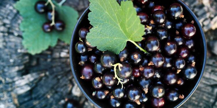 Currant: Health Benefits, Nutritional Facts, and Side Effects- HealthifyMe