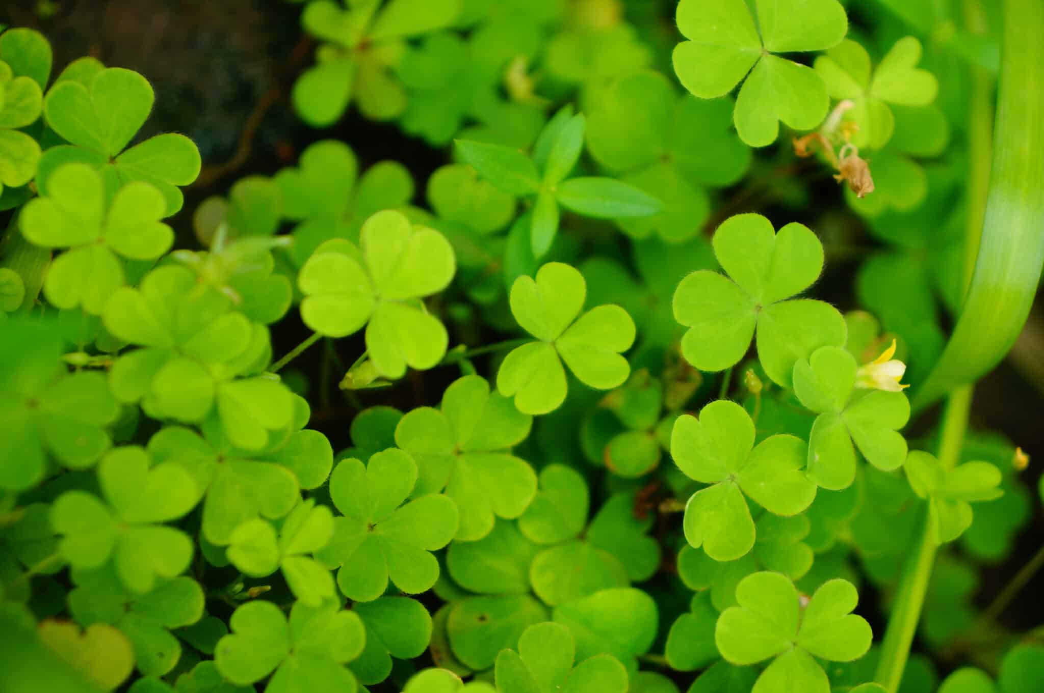 11 Lesser Known Indian Leafy Vegetables: HealthifyMe - Booboone.com